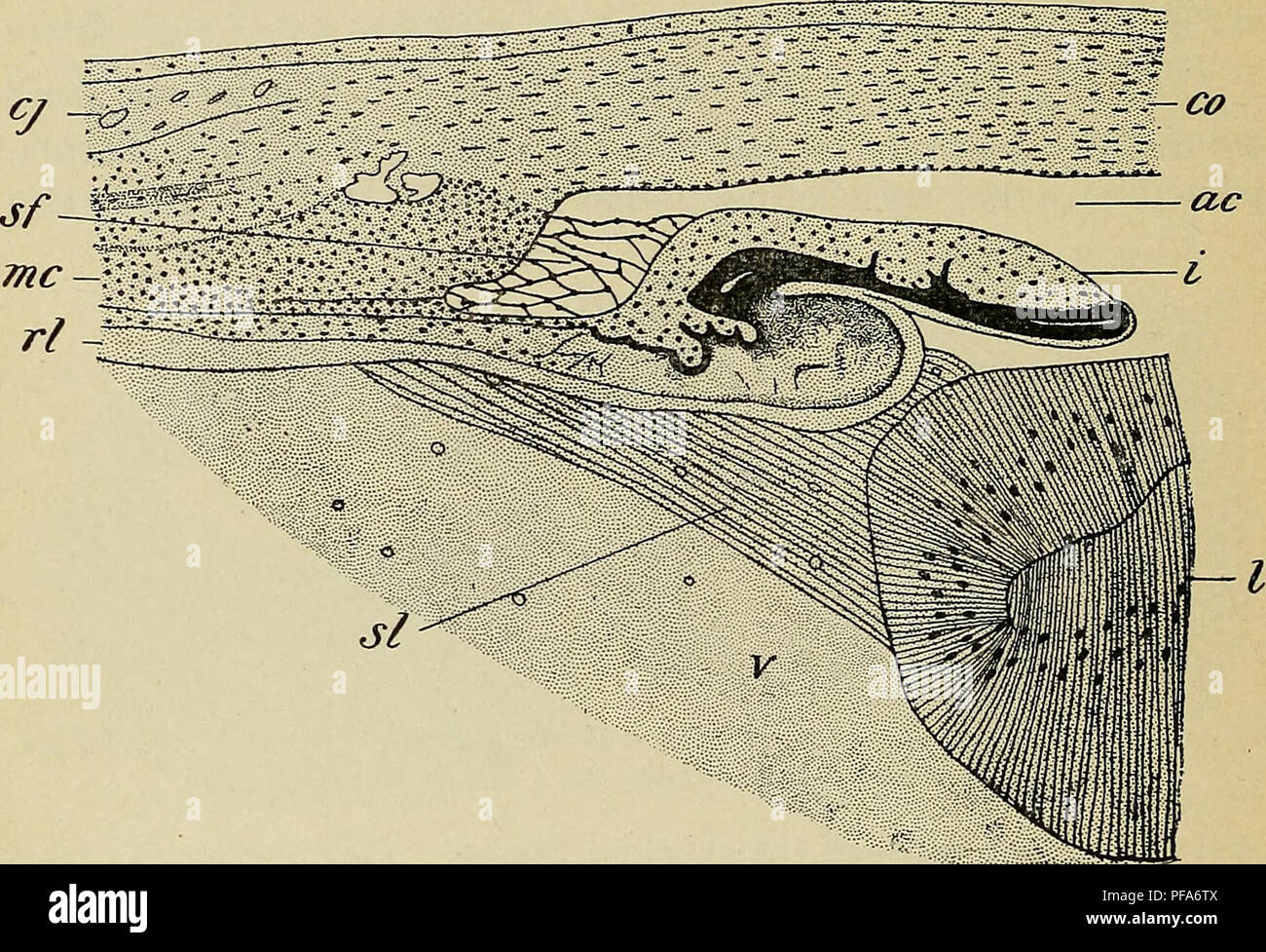 Connective tissue role hi-res stock photography and images - Alamy