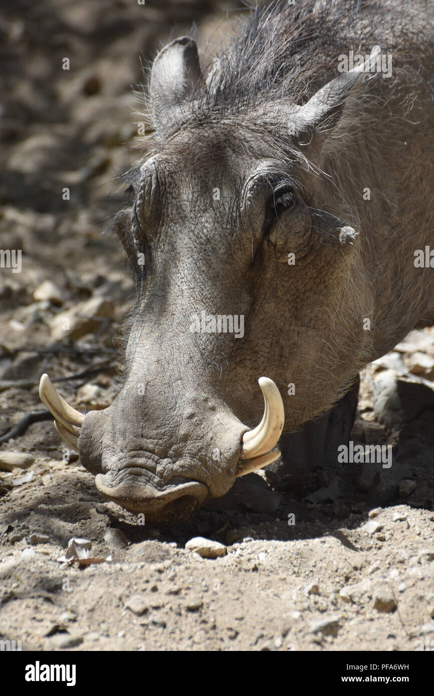 Razorback pigs hi-res stock photography and images - Alamy
