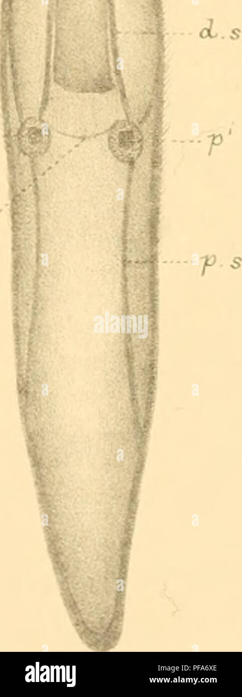 This work by Edmund B. Wilson discusses the early developmental stages ...