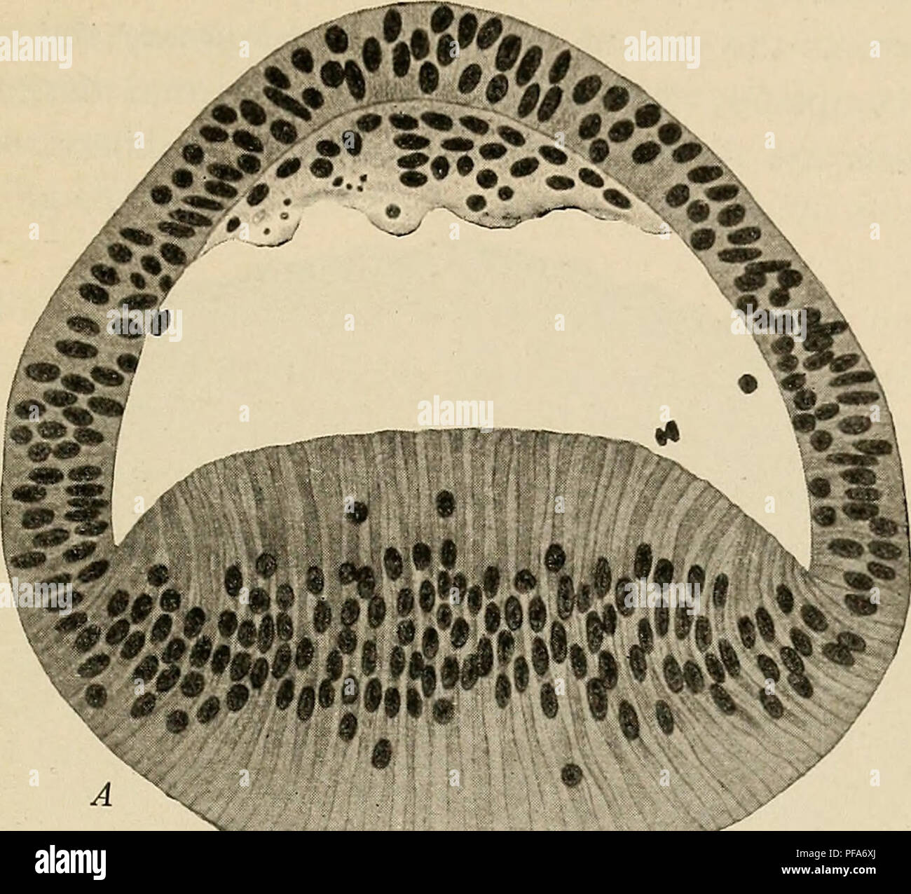 Pig embryo hi-res stock photography and images - Alamy