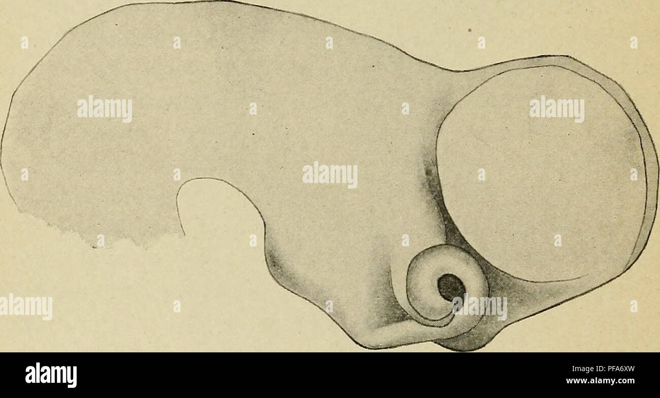 . The development of the human body : a manual of human embryology ...