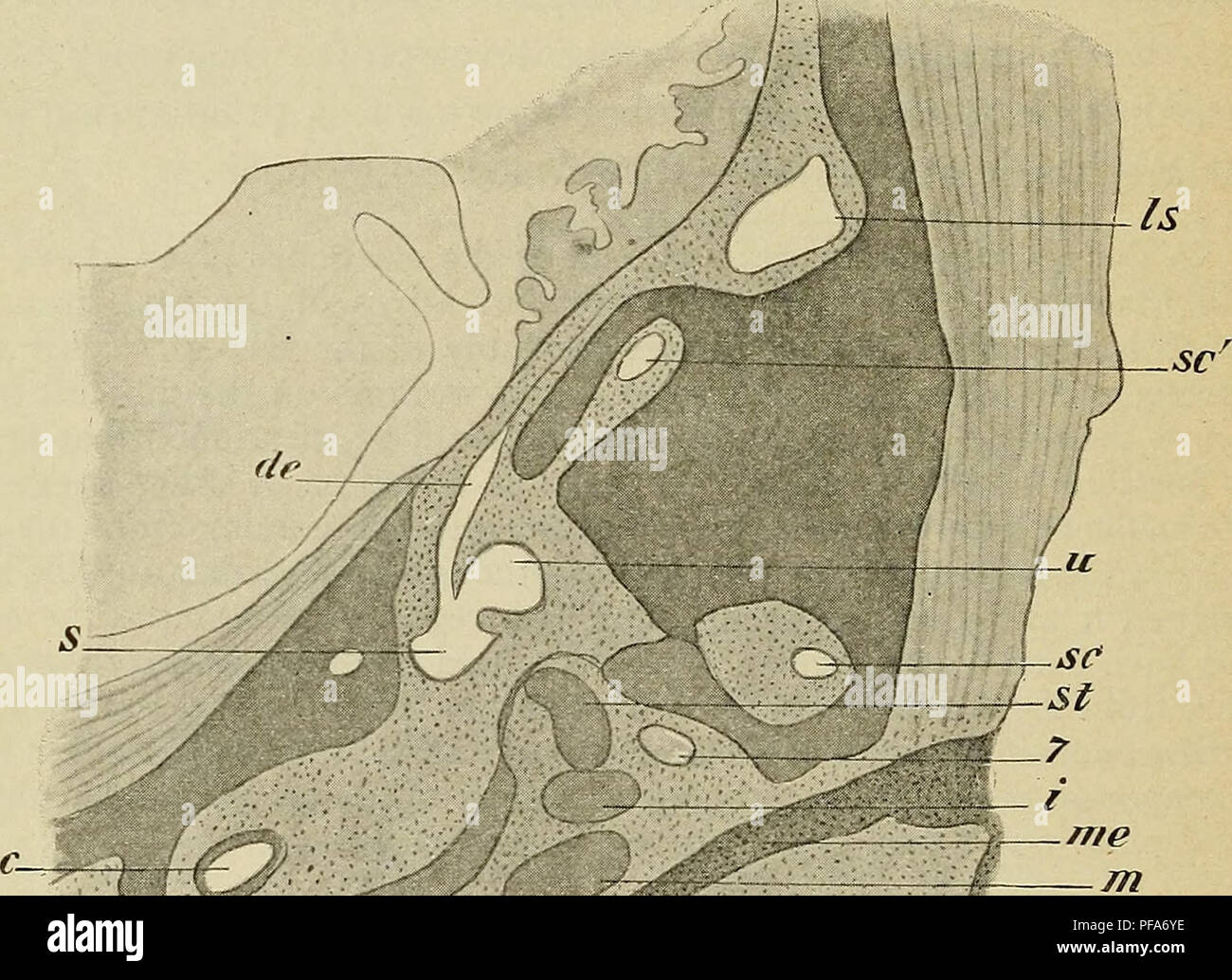 A detailed exploration of human embryology, focusing on the development ...