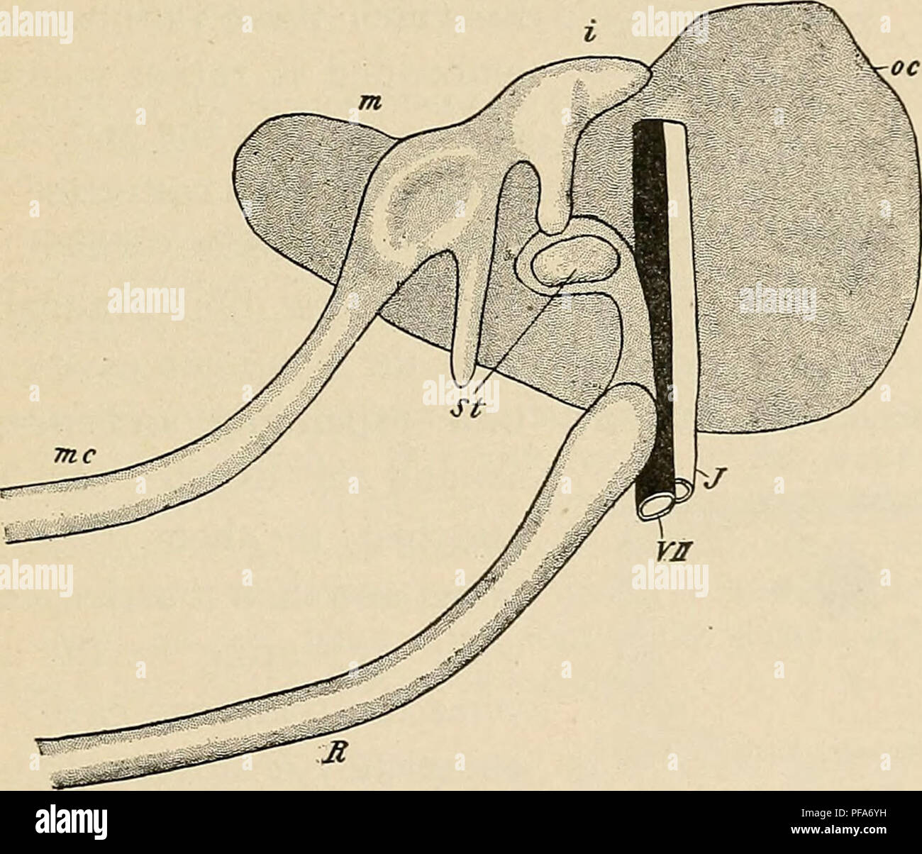 This manual covers human embryology, specifically the development of ...
