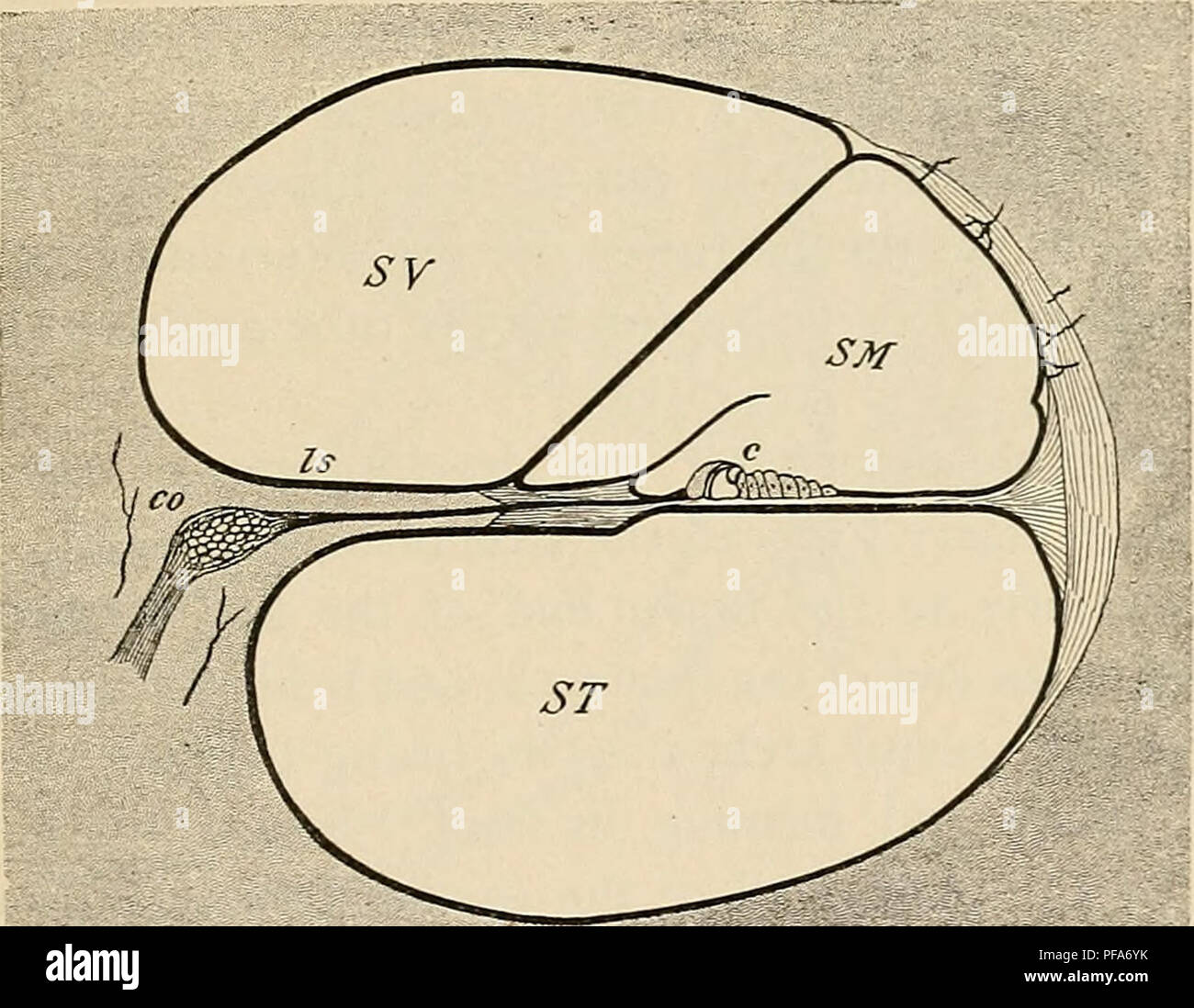 This manual on human embryology discusses the development of the ...