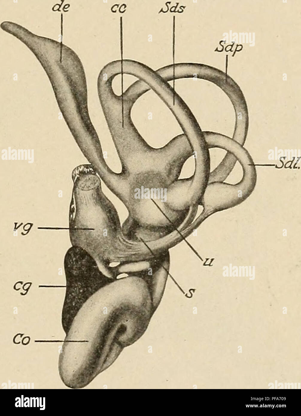 This manual covers human embryology, focusing on the development of the ...
