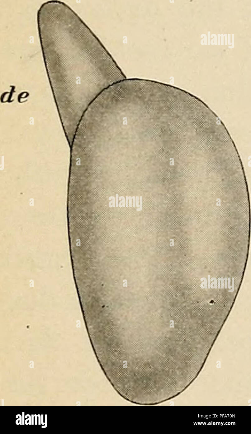 Endolymph hi-res stock photography and images - Alamy