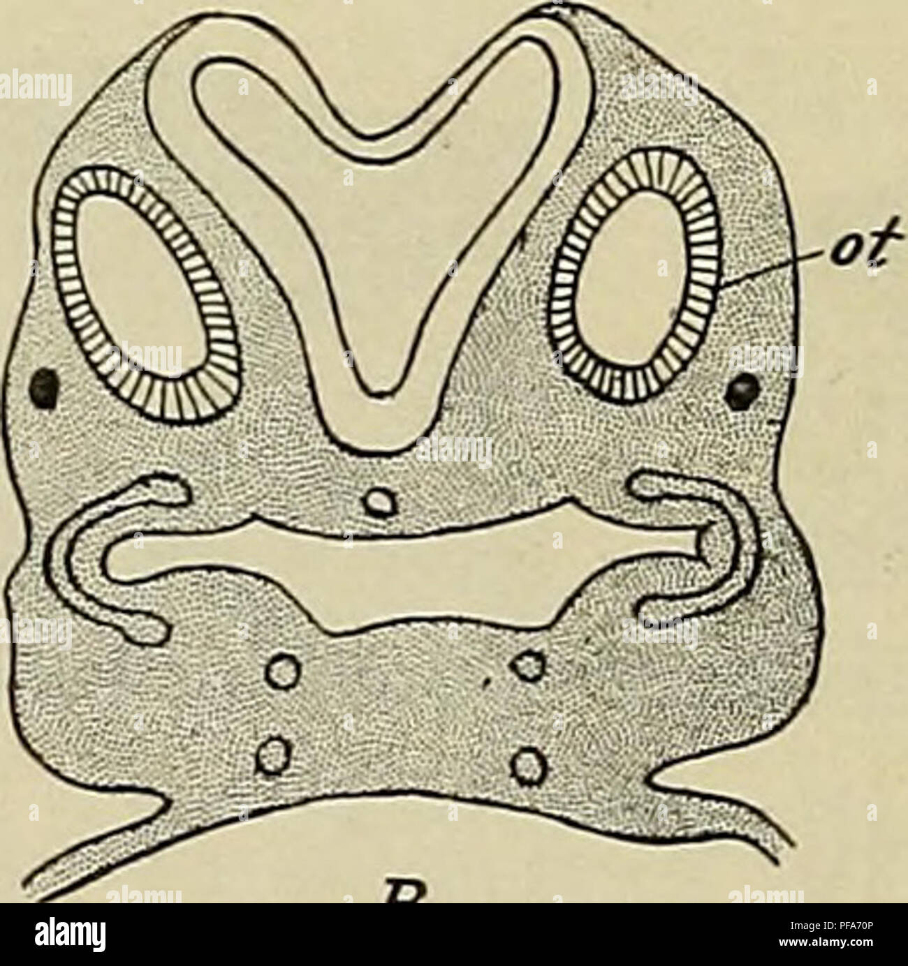 This manual on human embryology focuses on the development of embryos ...