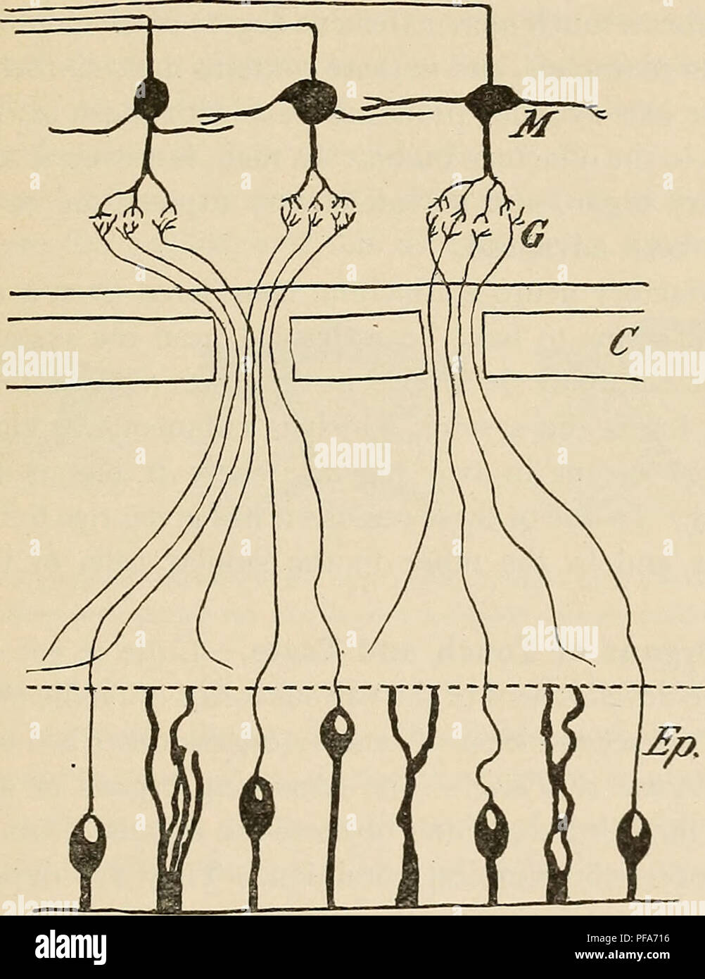 Human embryos cells development hi-res stock photography and images - Alamy