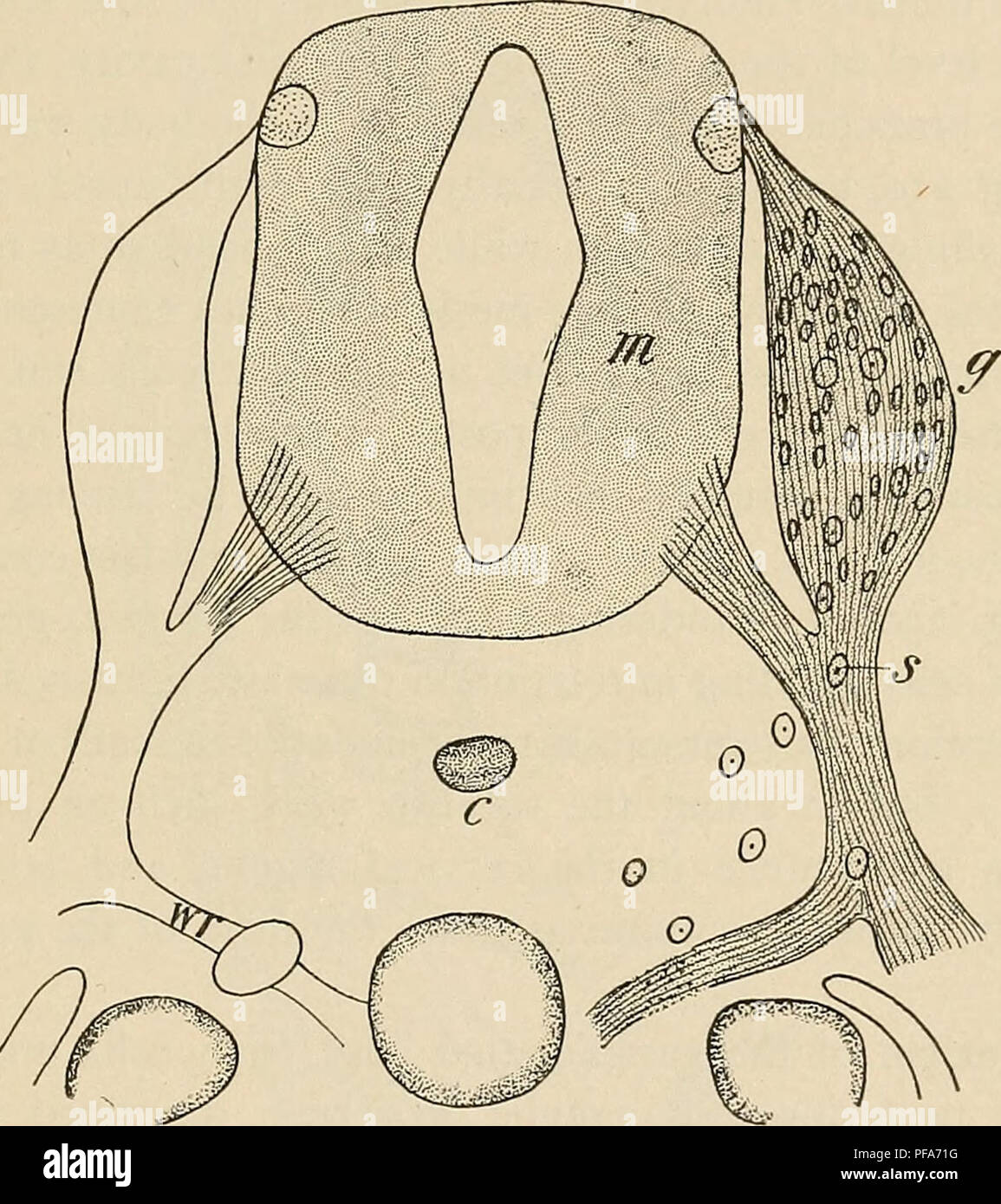 This section discusses the sympathetic nervous system during human ...
