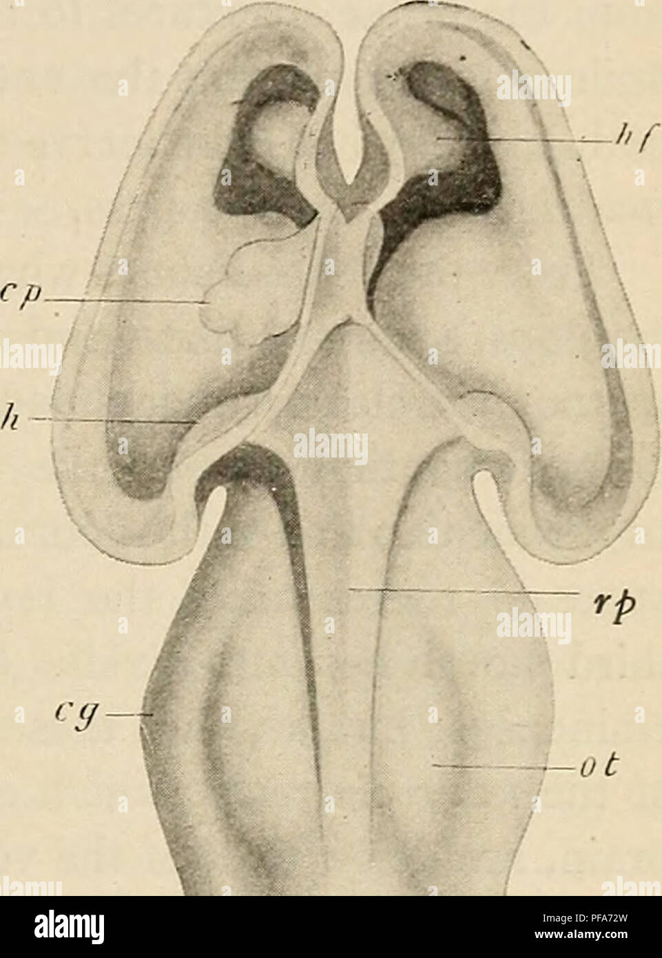 Human brain development from embryo hi-res stock photography and images ...