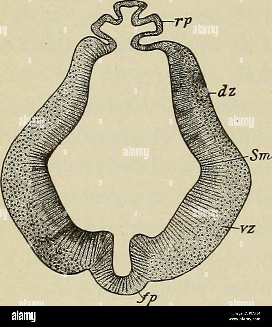 . The development of the human body : a manual of human embryology ...