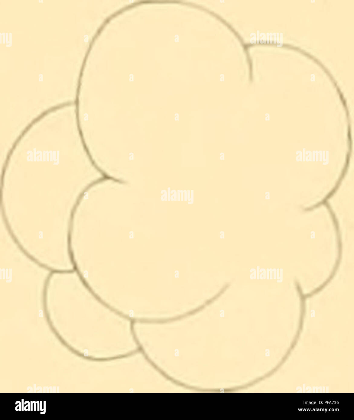 This work examines the development of Renilla, also known as the sea ...