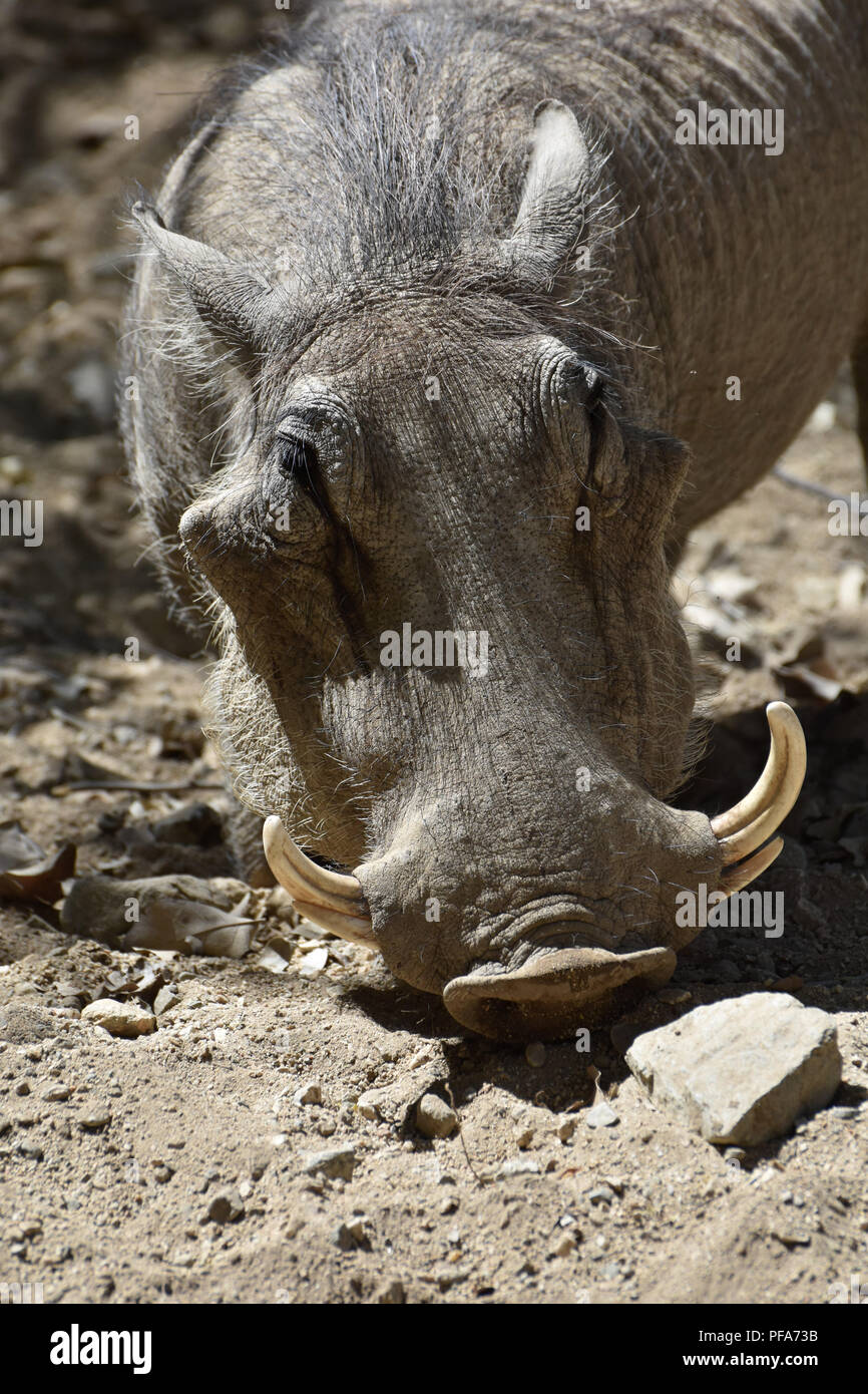 Curved tusks protruding from the snout of a hair warthog Stock Photo ...