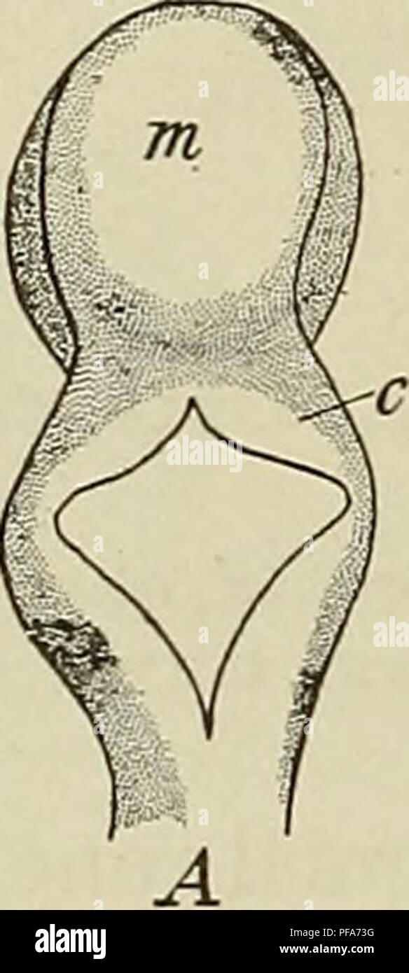 Metencephalon High Resolution Stock Photography and Images - Alamy