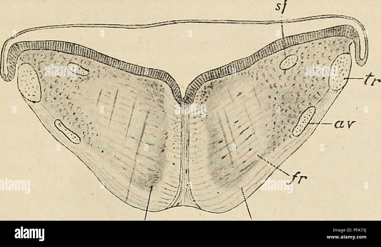 This manual on human embryology discusses the development of the ...
