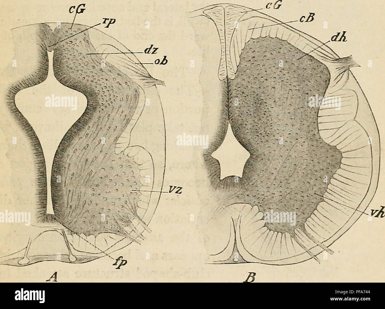 Mammalian spinal cord hi-res stock photography and images - Alamy