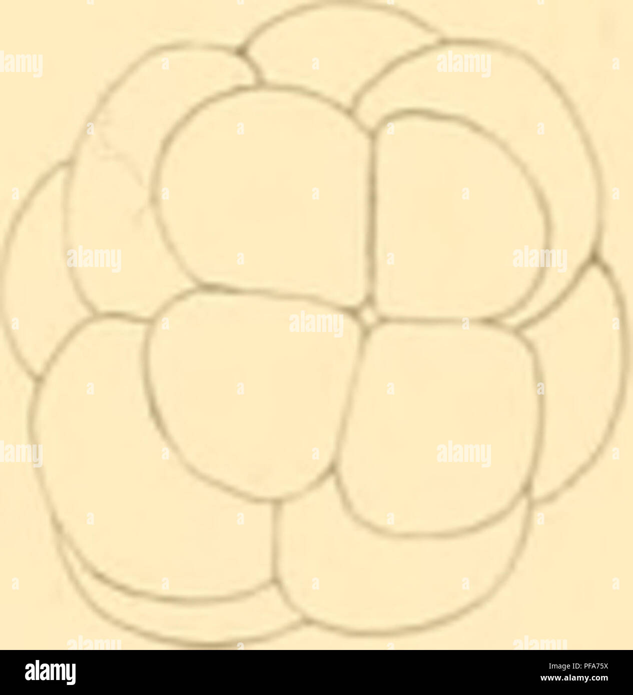 This study examines the development of Renilla, a species of sea pansy ...