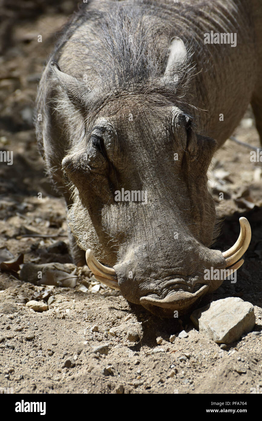 Close up look into the face of a hairy warthog Stock Photo - Alamy