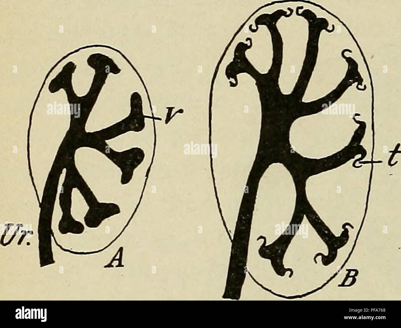 Metanephric blastema hi-res stock photography and images - Alamy
