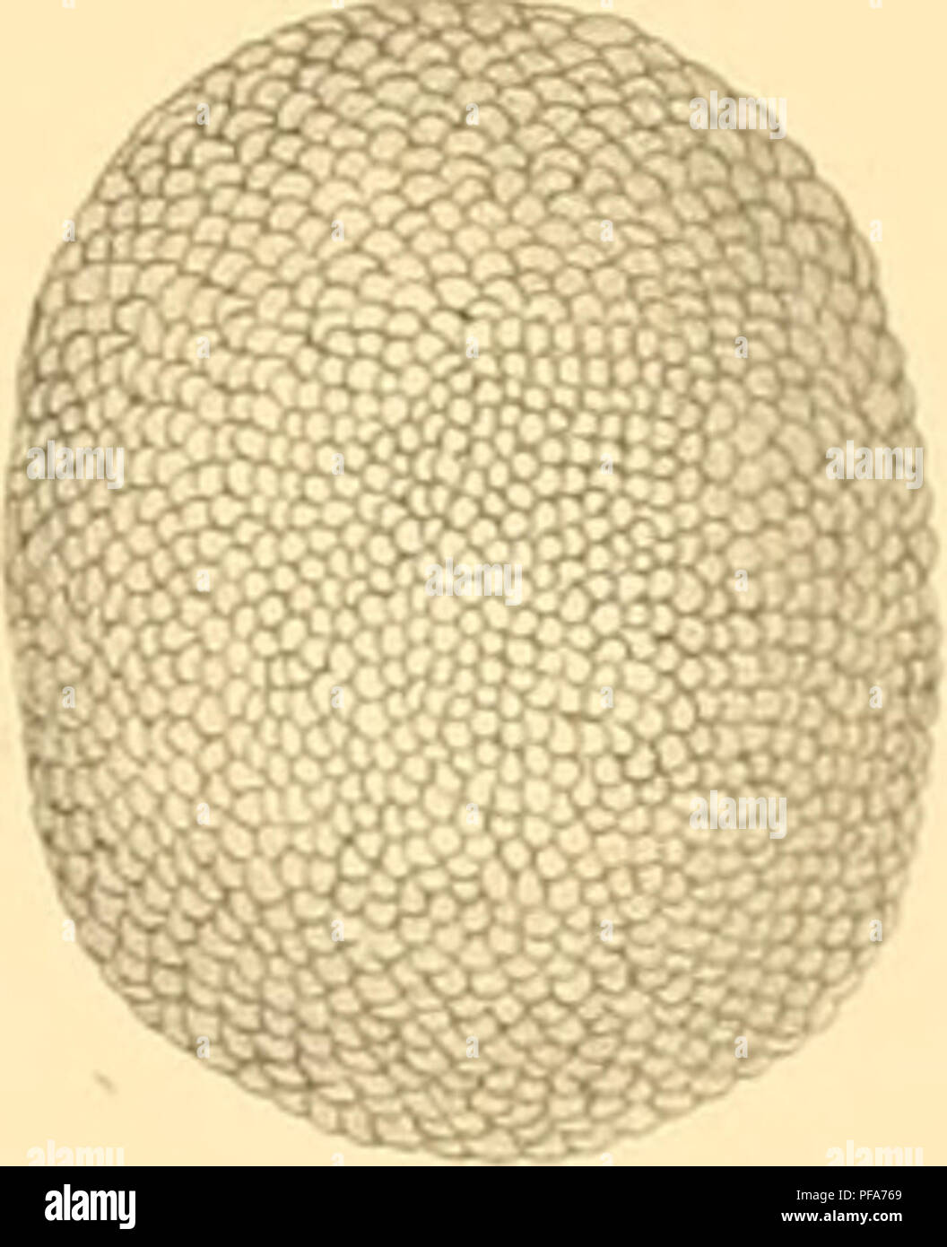 This work discusses the development and growth patterns of Renilla ...