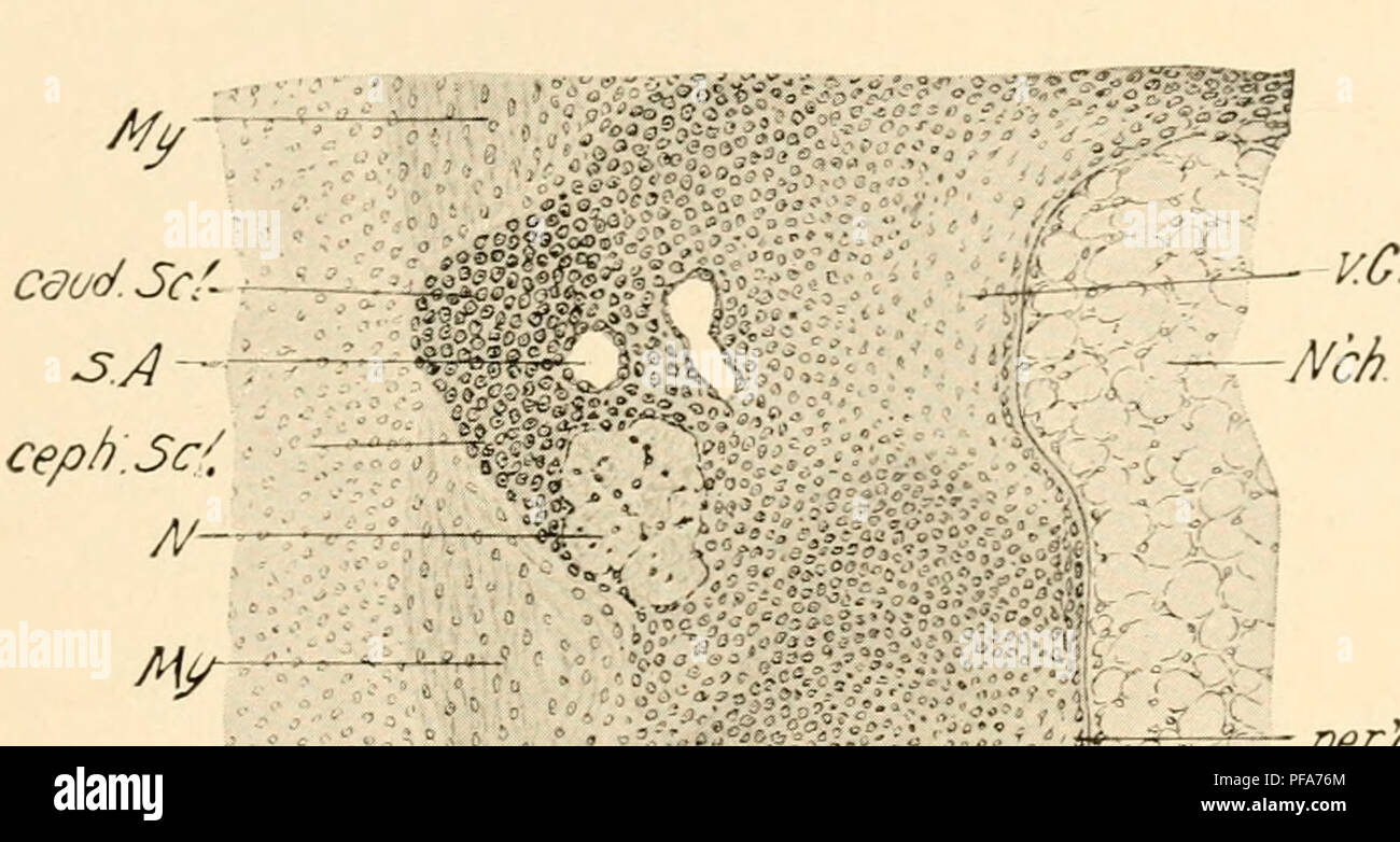 This work on embryology studies the development of the chick, focusing ...