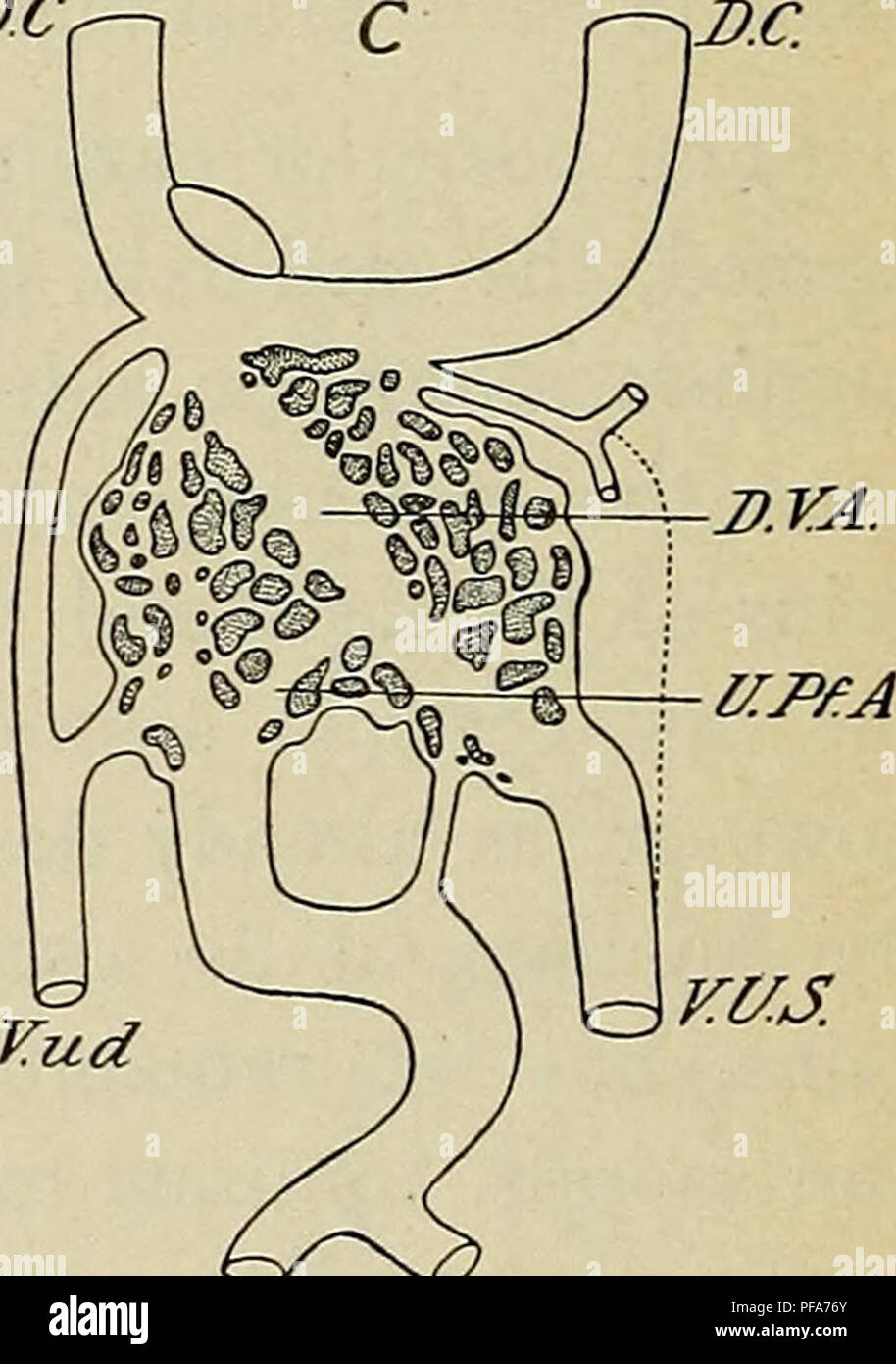 . The development of the human body : a manual of human embryology ...