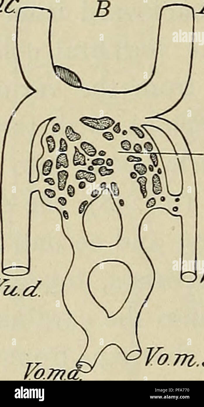 This image from 'The Development of the Human Body: A Manual of Human ...