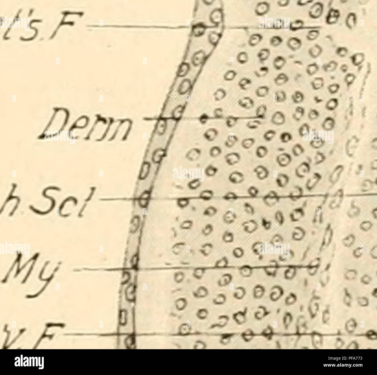 This work on embryology focuses on the development of chicks, offering ...