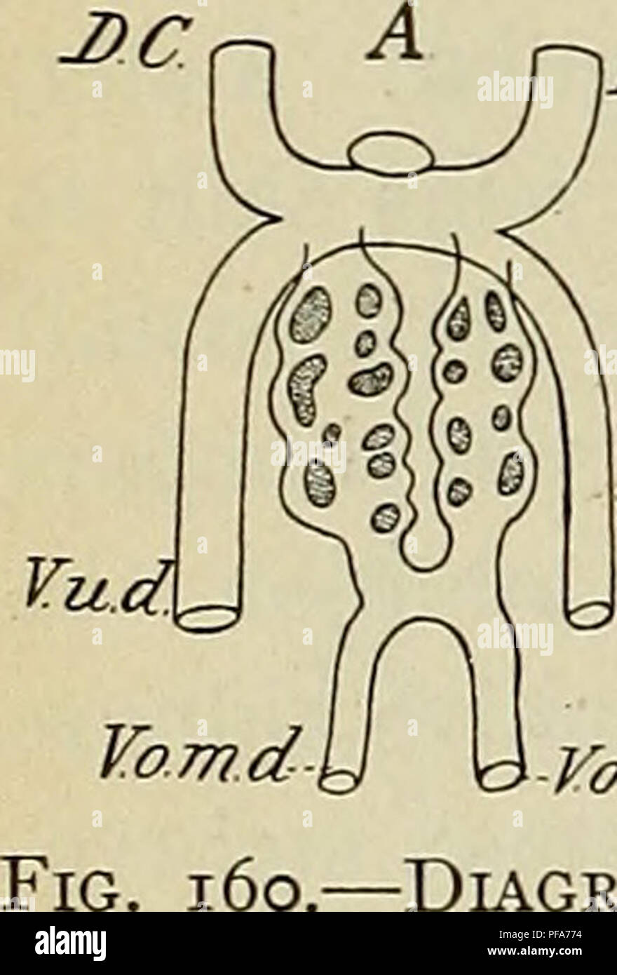 This manual of human embryology focuses on the development of the ...