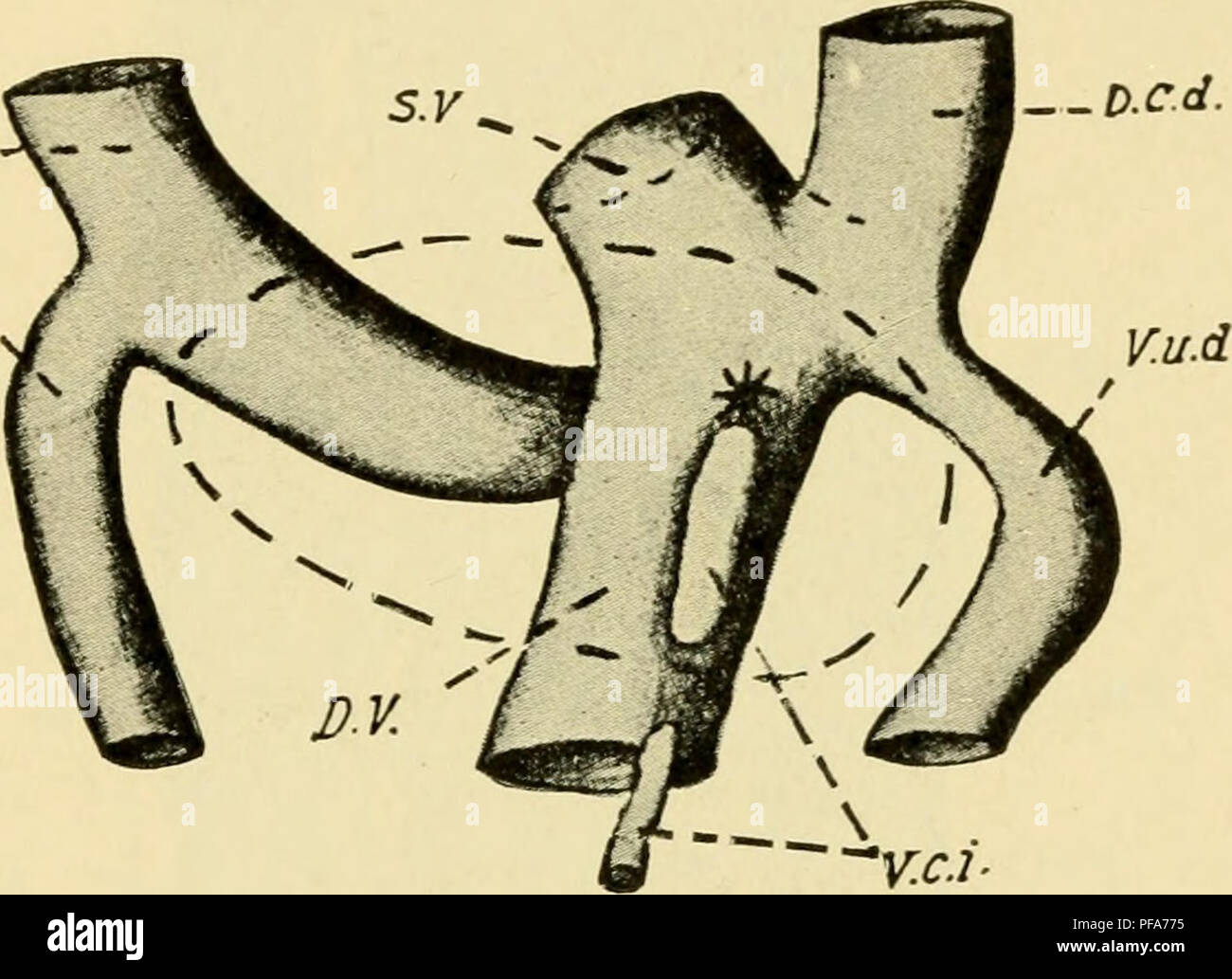 This illustration from an embryology textbook details the later ...