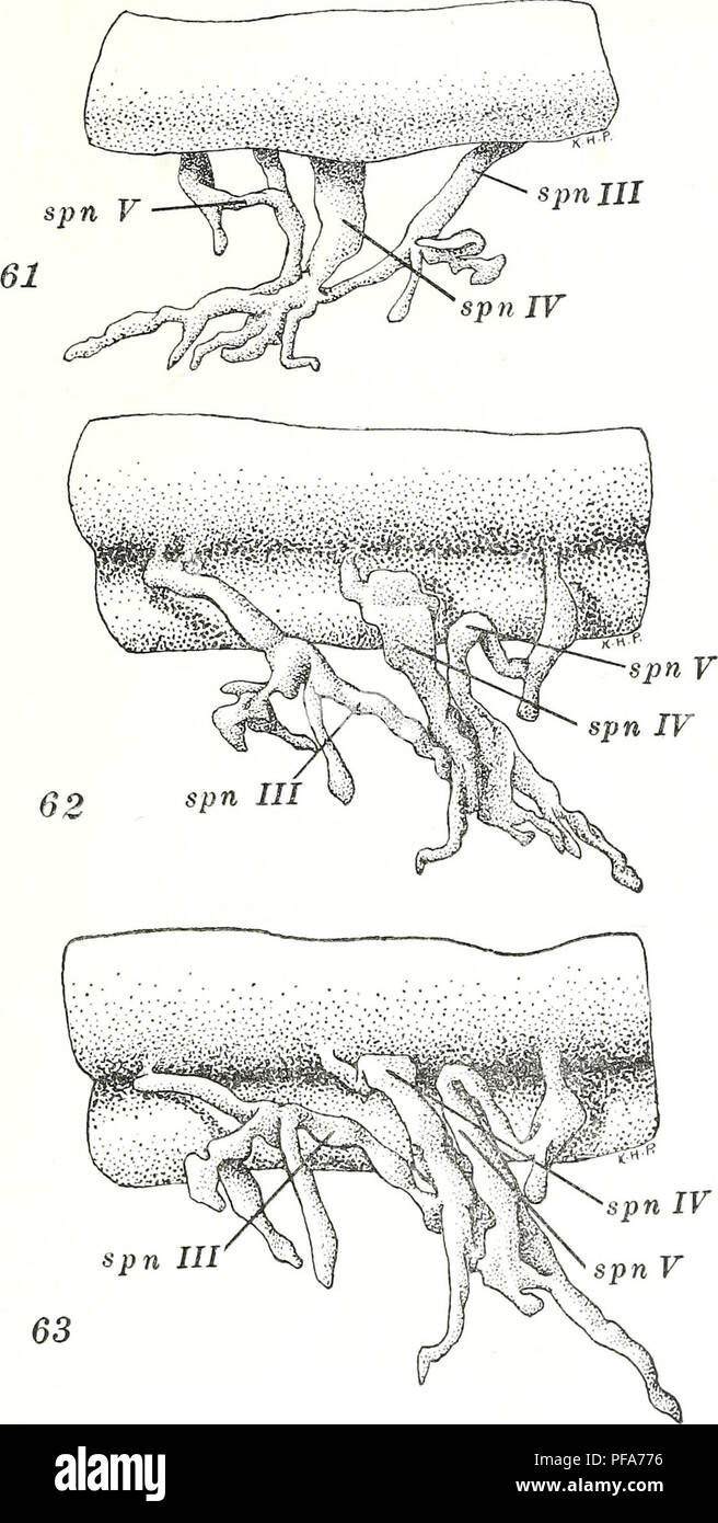 Necturus maculosus hi-res stock photography and images - Alamy