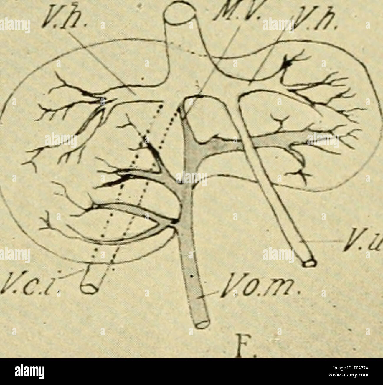 This text explores the stages of chick embryo development, focusing on ...