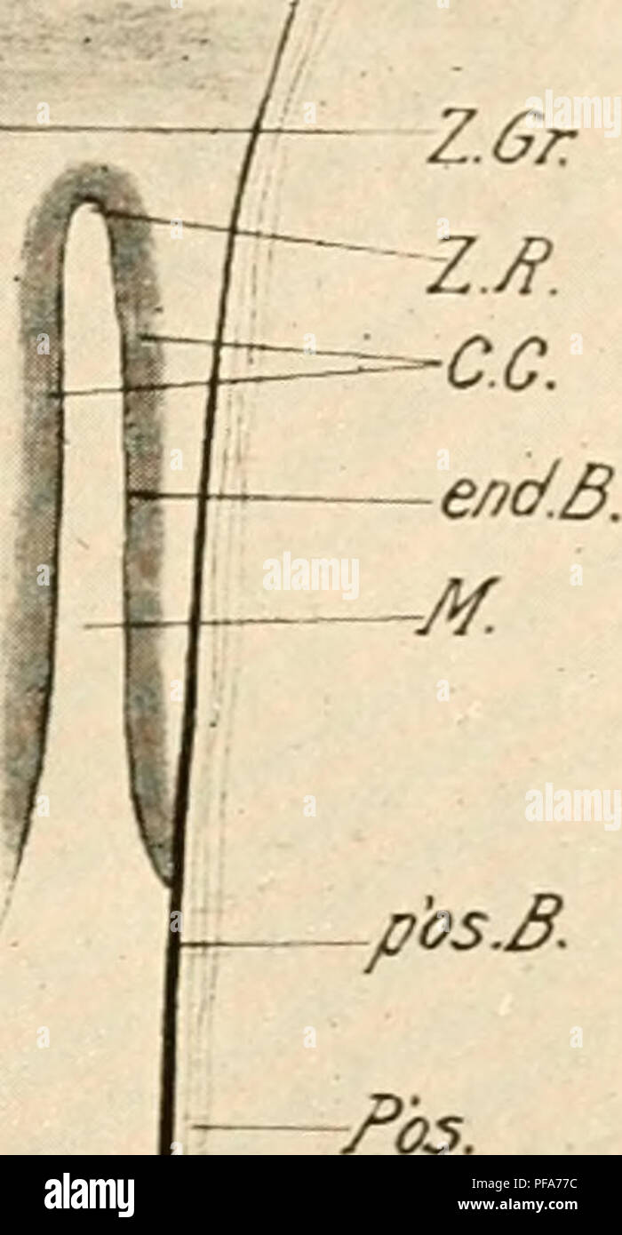 . The development of the chick; an introduction to embryology. Birds ...