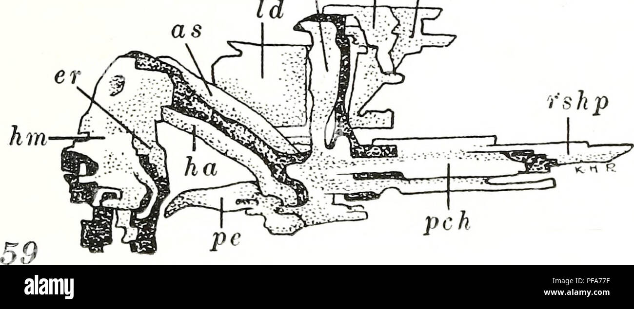 Necturus Maculosus High Resolution Stock Photography and Images - Alamy