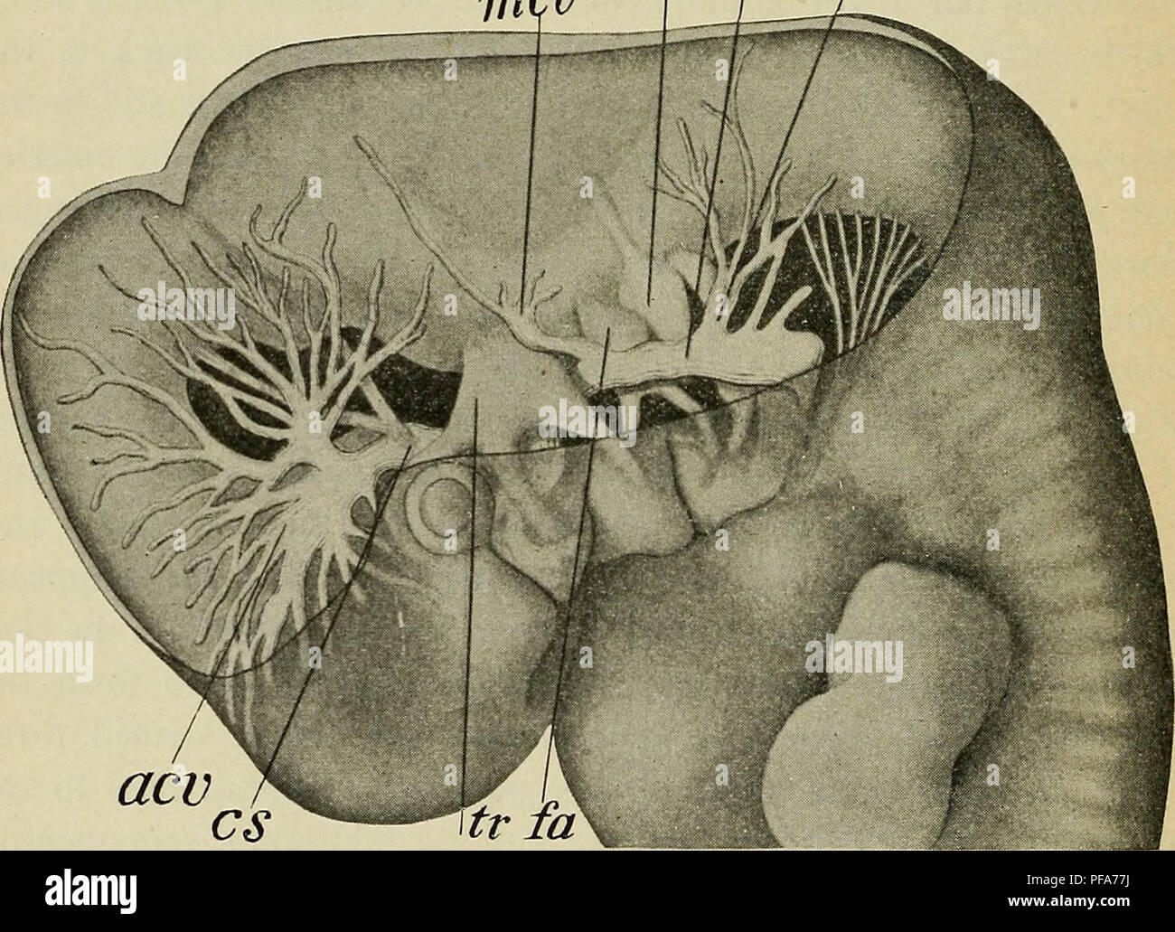 This image shows the early development of the venous system in a human ...