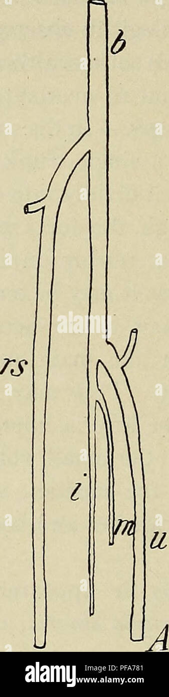 This illustration shows the development of the arteries in the human ...