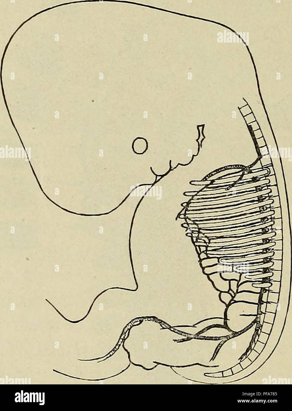 Epigastric hi-res stock photography and images - Alamy