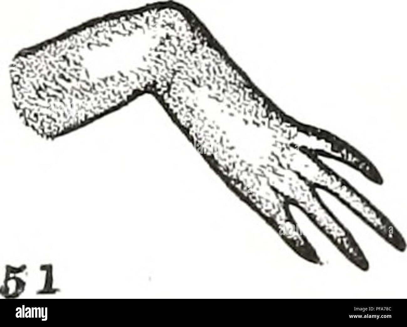 Necturus hi-res stock photography and images - Alamy