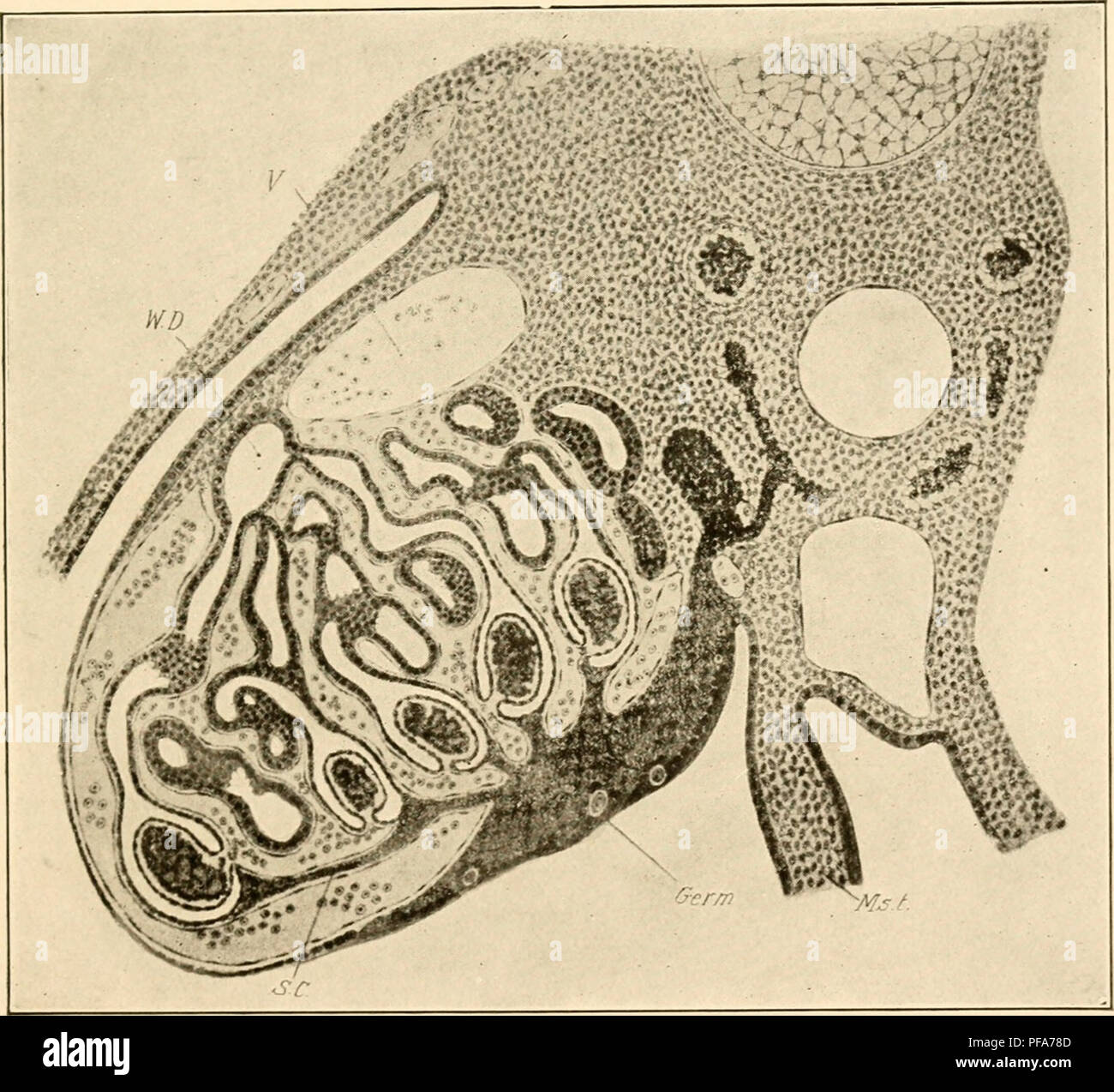 This illustration from 'The Development of the Chick' showcases key ...