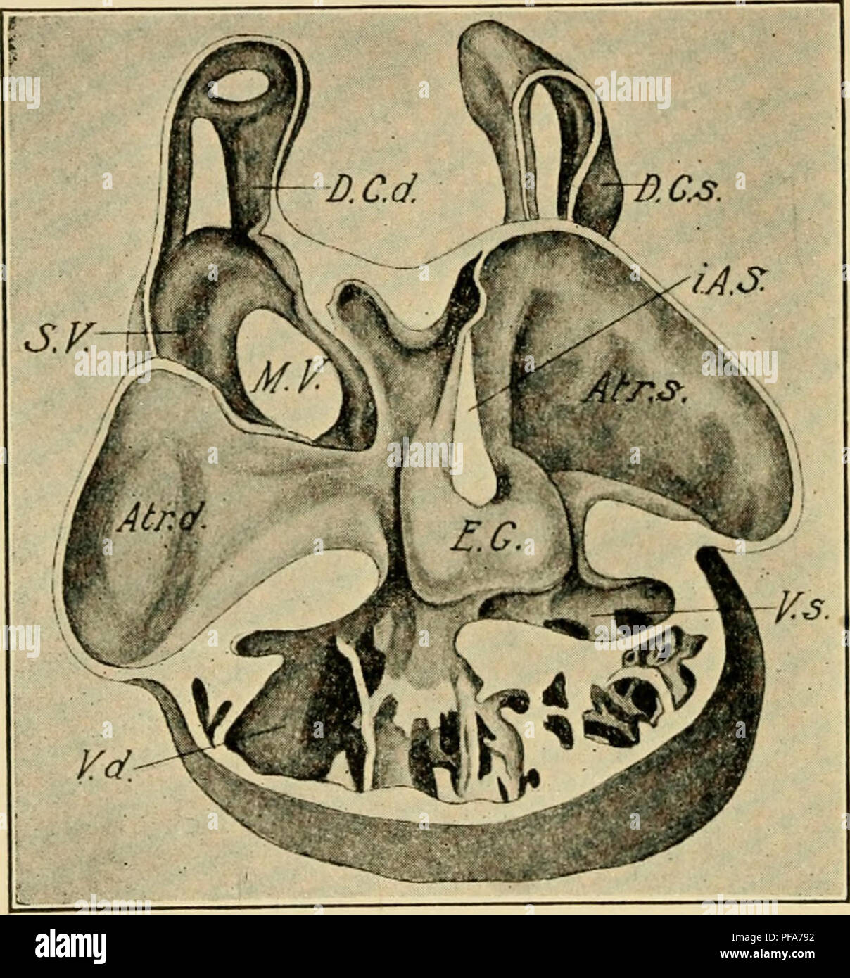 Bulbus aorta hi-res stock photography and images - Alamy