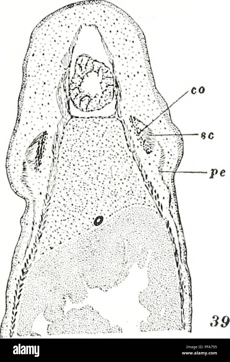 This study details the embryological development of the pectoral limb ...