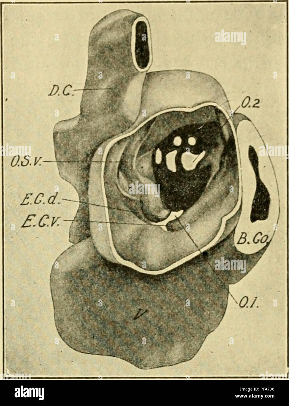 This work introduces the development of the chick embryo, focusing on ...