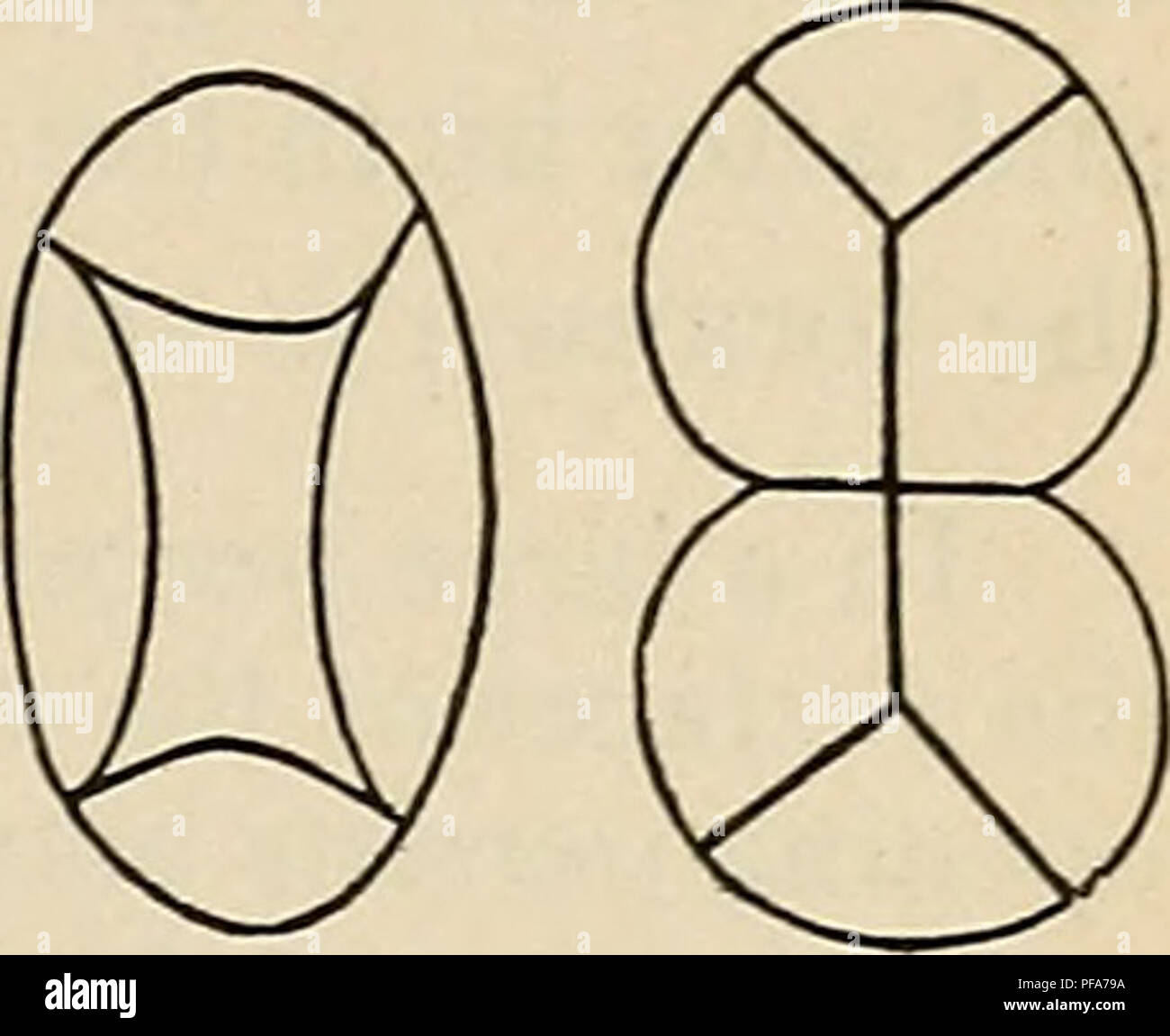 Human embryo heart development hi-res stock photography and images - Alamy