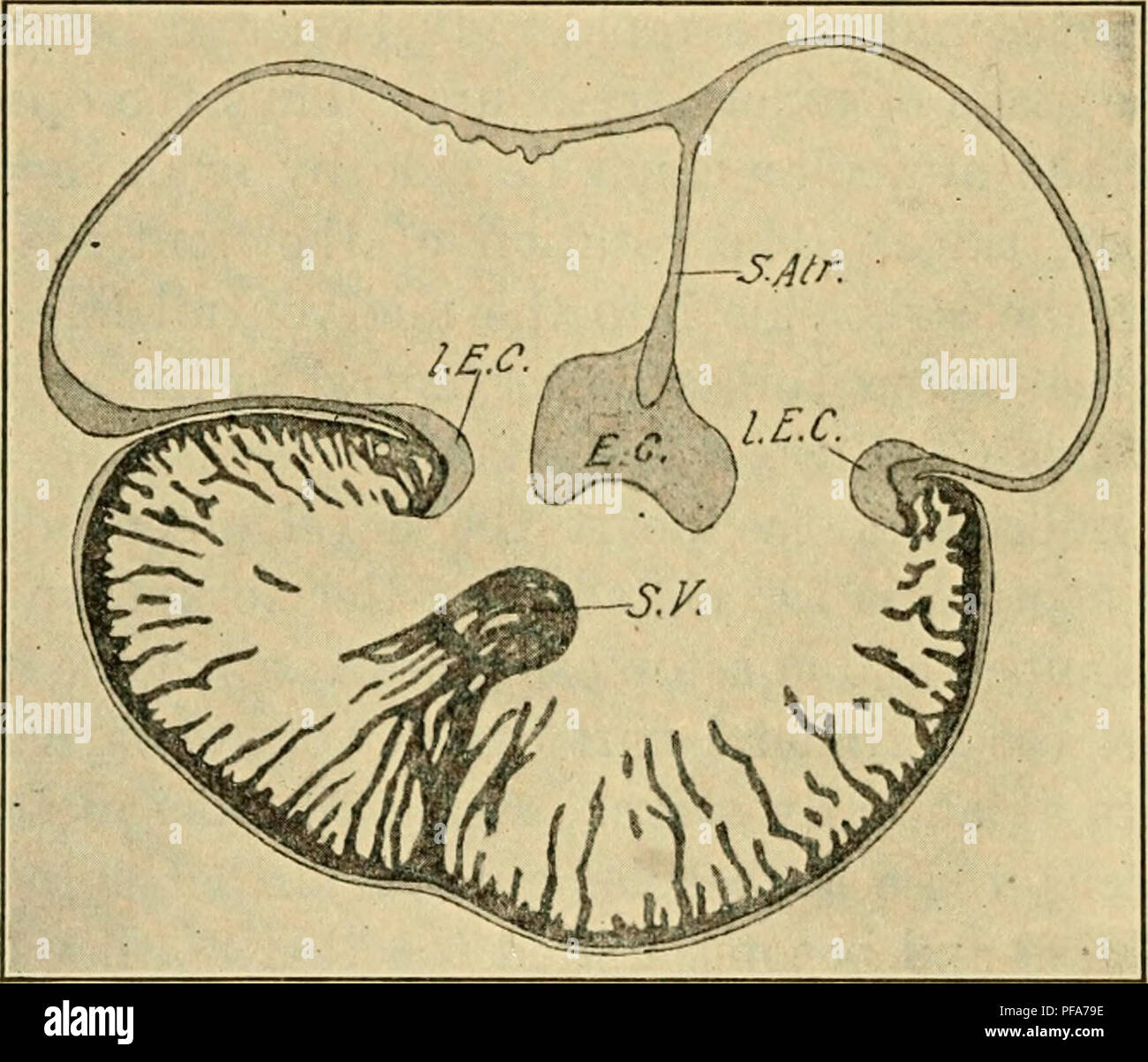 This scientific illustration from 'The Development of the Chick ...