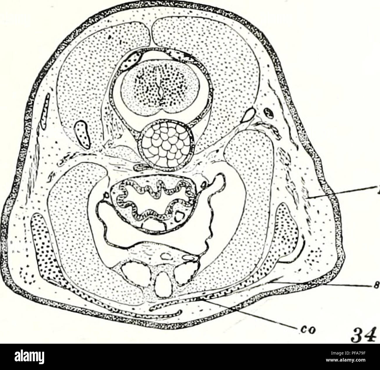 Necturus maculosus hi-res stock photography and images - Alamy