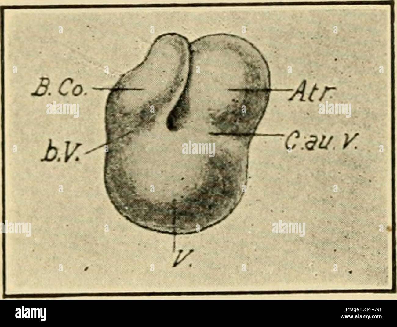 This chapter of embryological studies describes the development of the ...