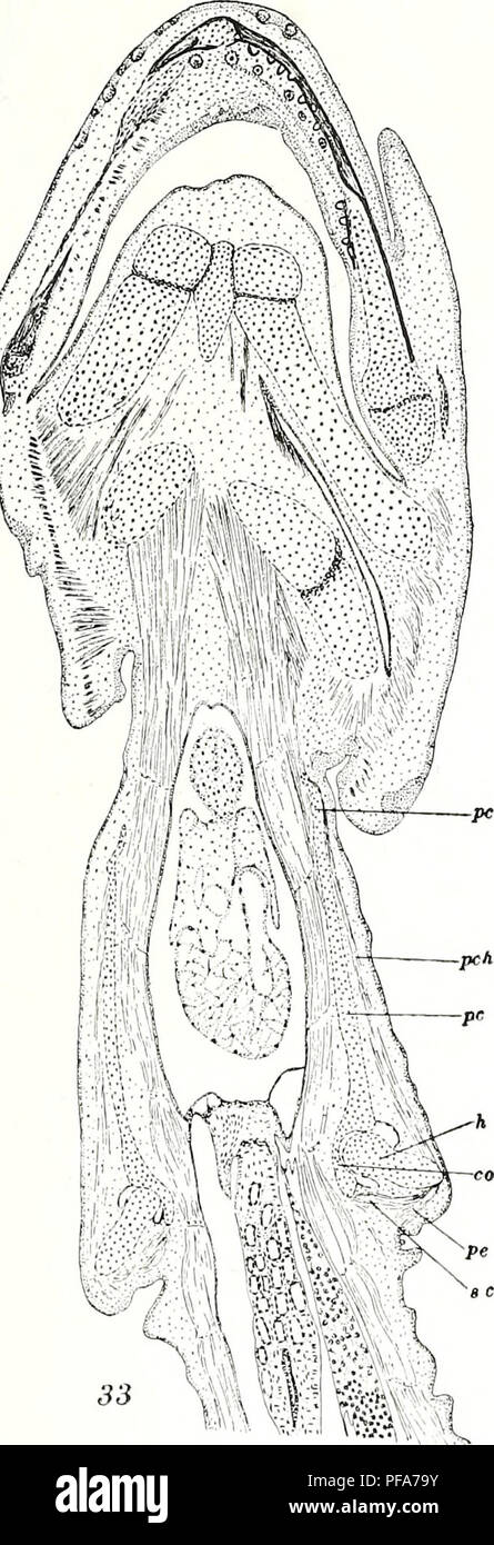 . The development of the pectoral limb of Necturus maculosus ...