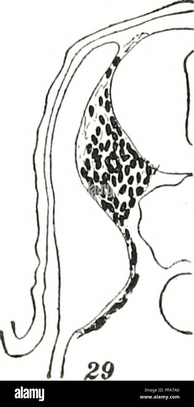 Necturus Maculosus High Resolution Stock Photography and Images - Alamy