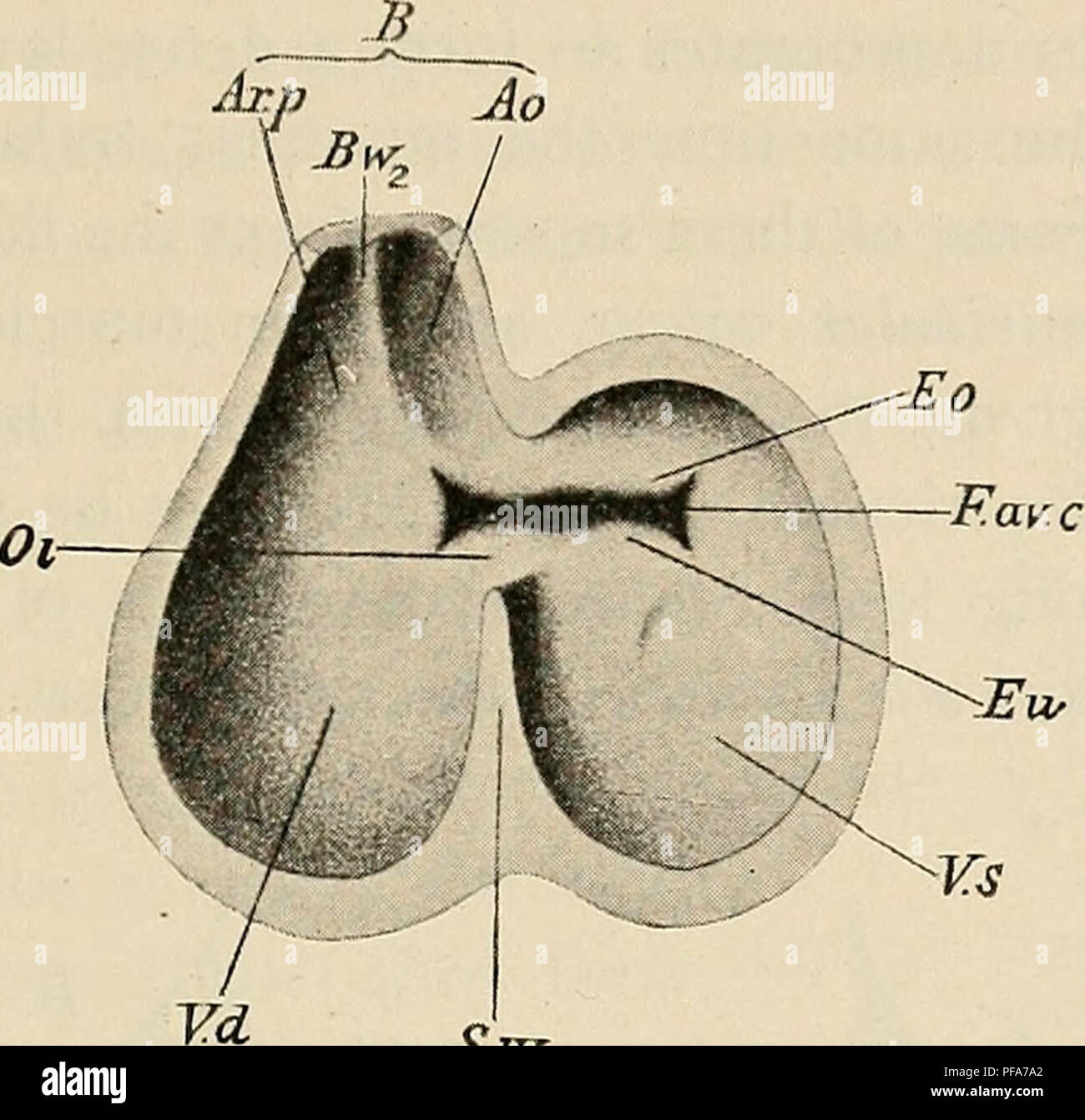 Human embryo heart development hi-res stock photography and images - Alamy