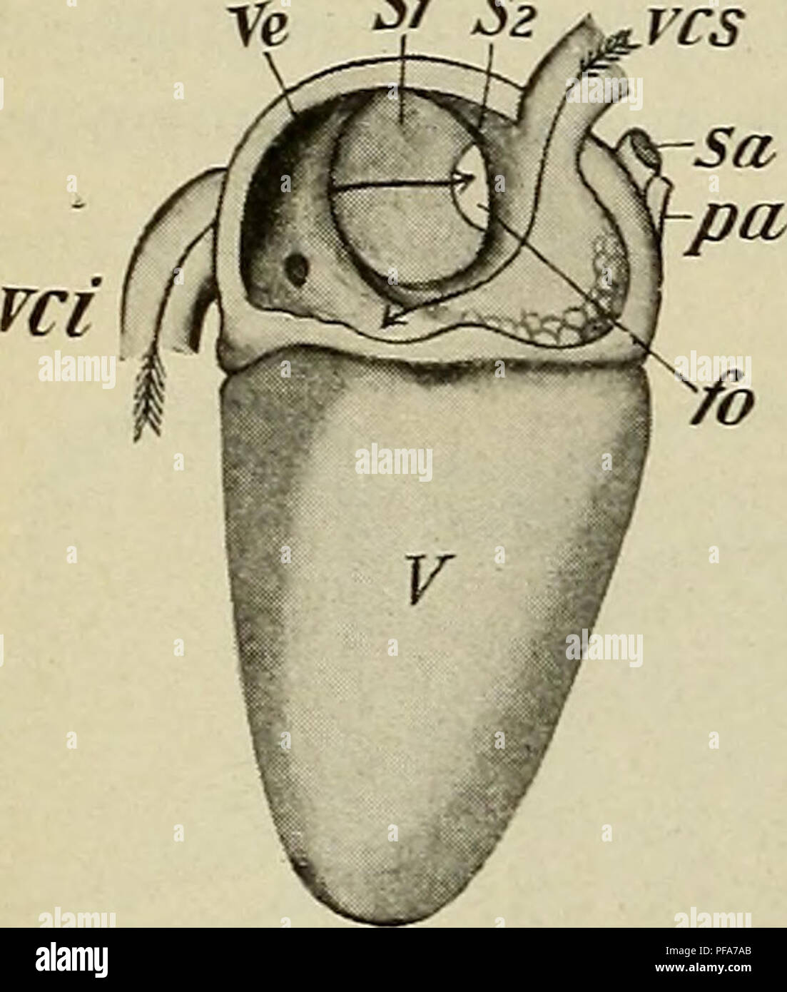 Sinus Venosus Embryology